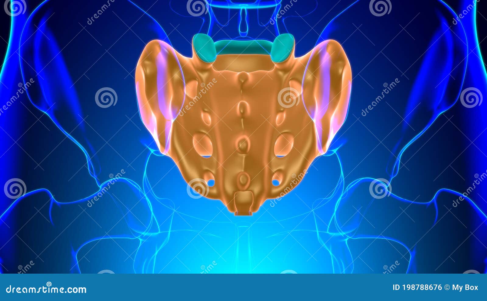Human Skeleton Anatomy Sacral Bone 3D Rendering Stock Illustration ...