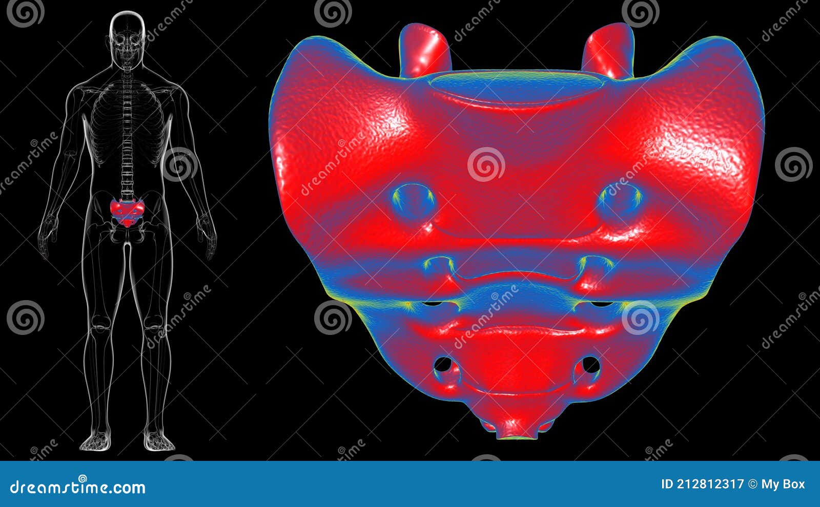 Human Skeleton Anatomy Sacral Bone 3D Rendering Stock Illustration ...