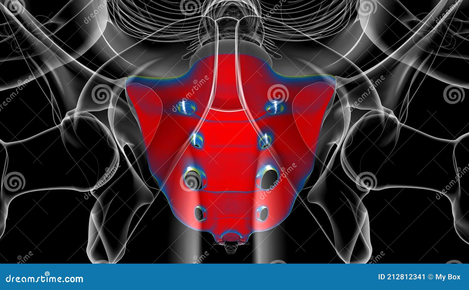 Human Skeleton Anatomy Sacral Bone 3D Rendering Stock Illustration ...