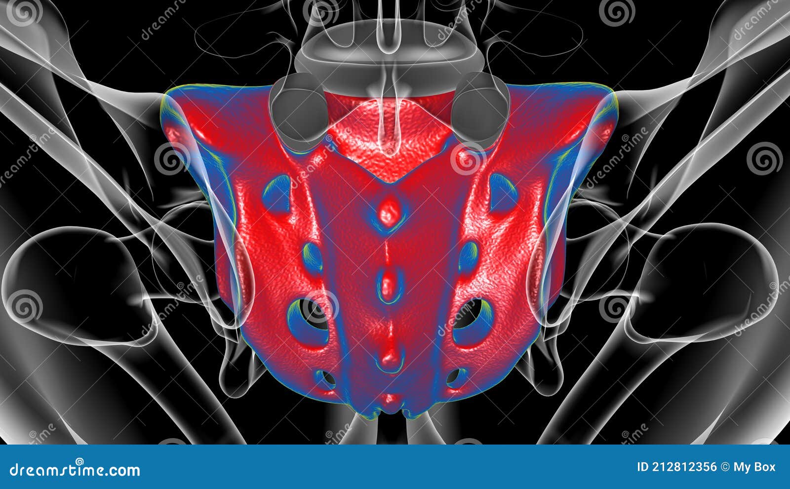 Human Skeleton Anatomy Sacral Bone 3D Rendering Stock Illustration ...