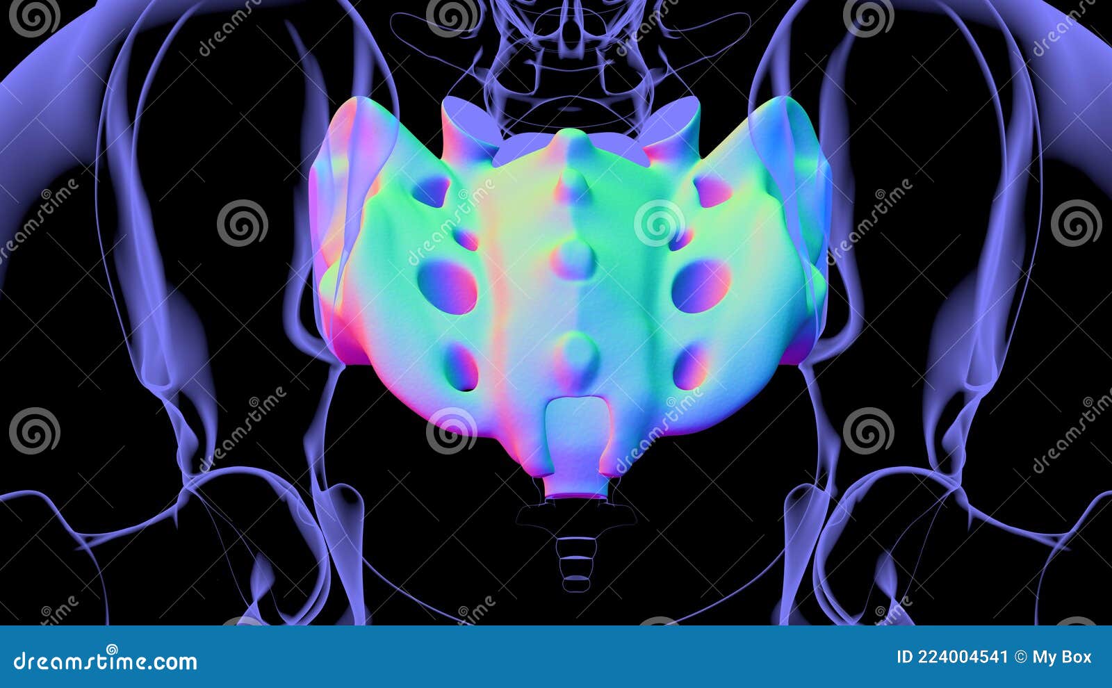 Human Skeleton Anatomy Sacral Bone 3D Rendering Stock Illustration ...