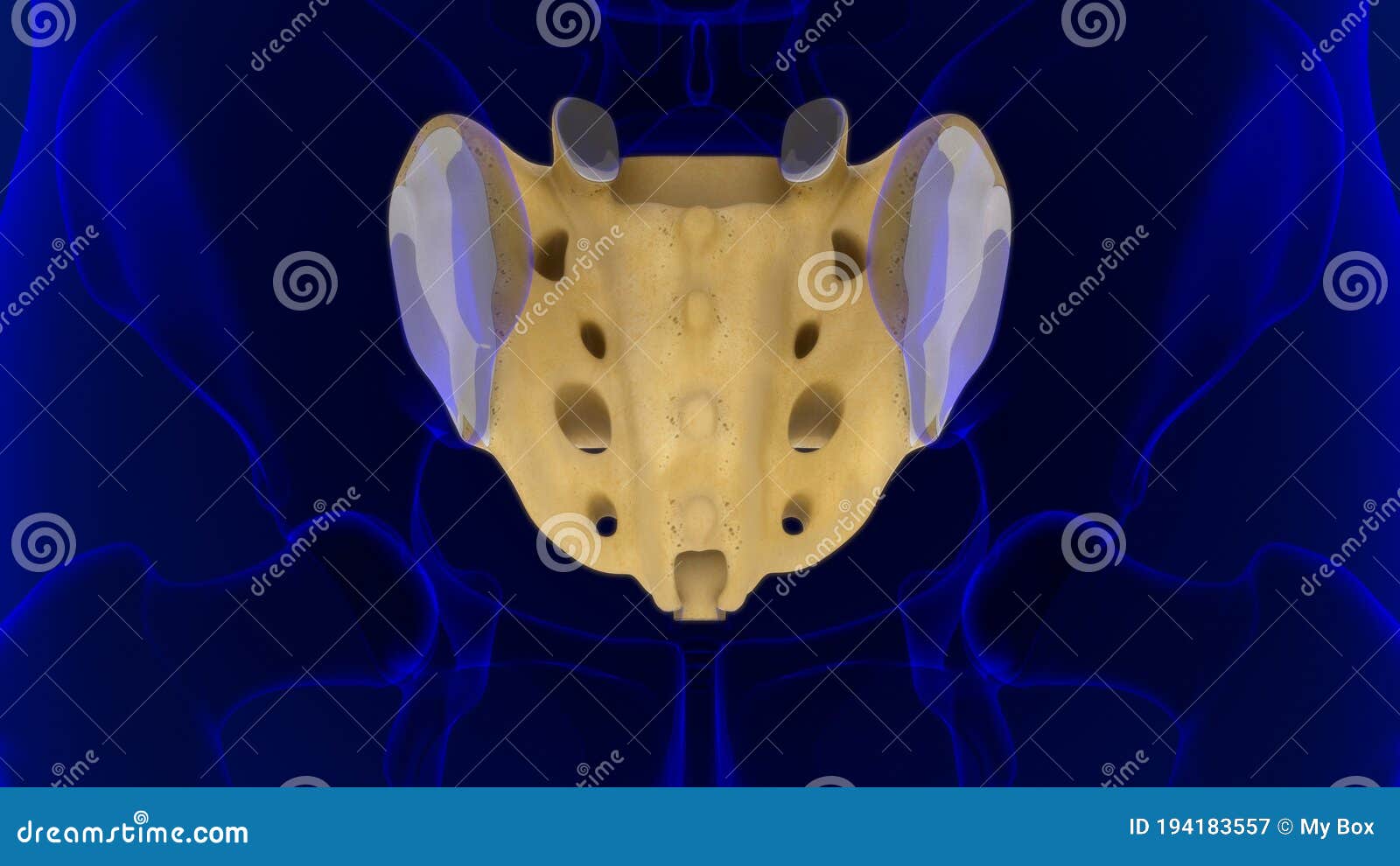 Human Skeleton Anatomy Sacral Bone 3D Rendering Stock Illustration ...