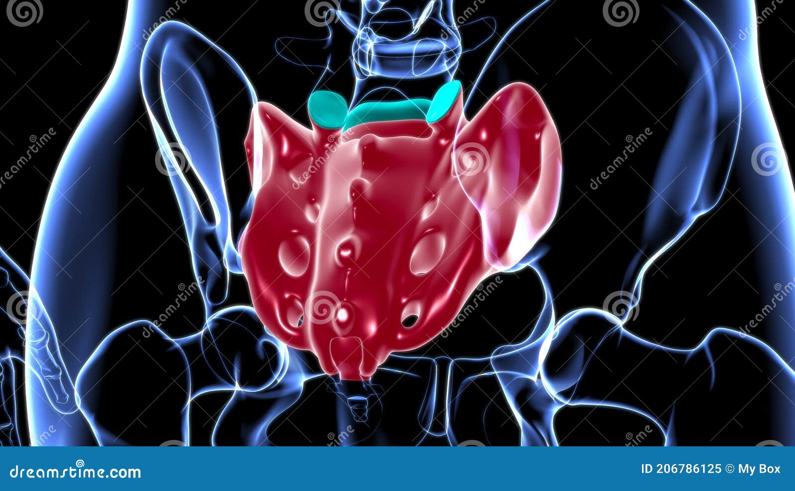 Human Skeleton Anatomy Sacral Bone 3D Rendering Stock Illustration ...