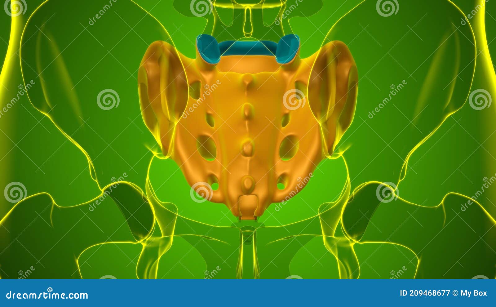 Human Skeleton Anatomy Sacral Bone 3D Rendering Stock Illustration ...