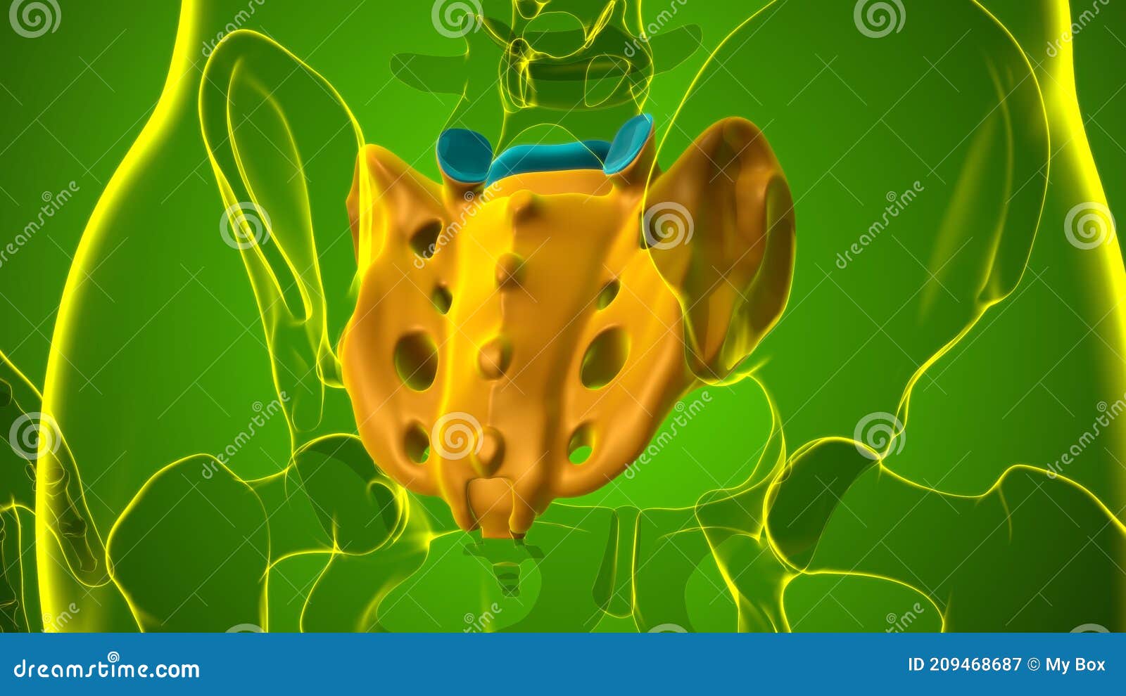 Human Skeleton Anatomy Sacral Bone 3D Rendering Stock Illustration ...