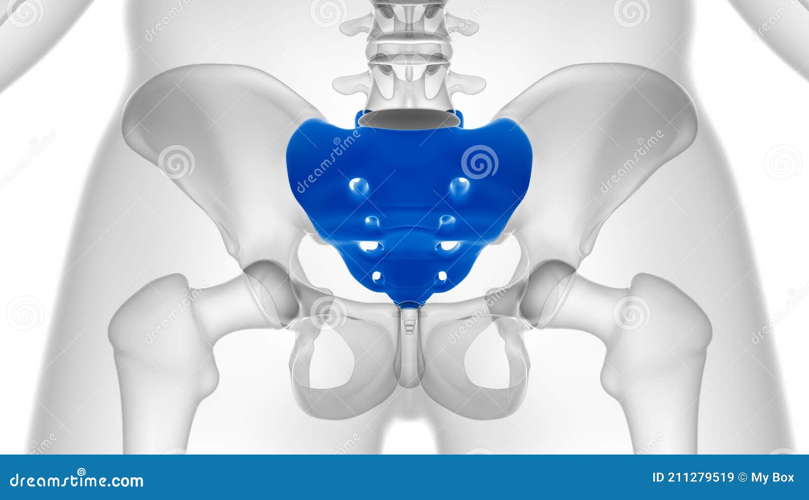 Human Skeleton Anatomy Sacral Bone 3D Rendering Stock Illustration ...
