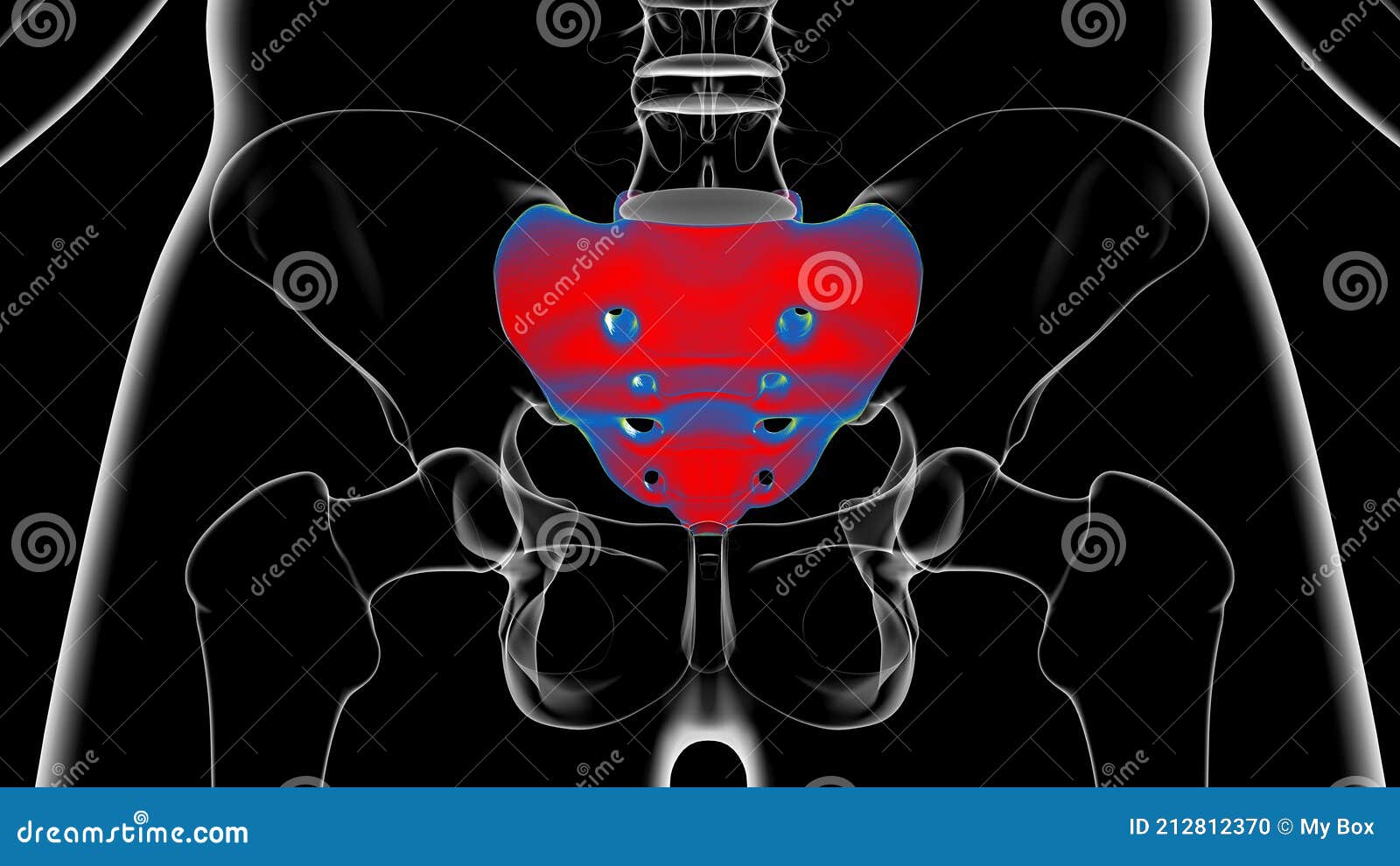 Human Skeleton Anatomy Sacral Bone 3D Rendering Stock Illustration ...
