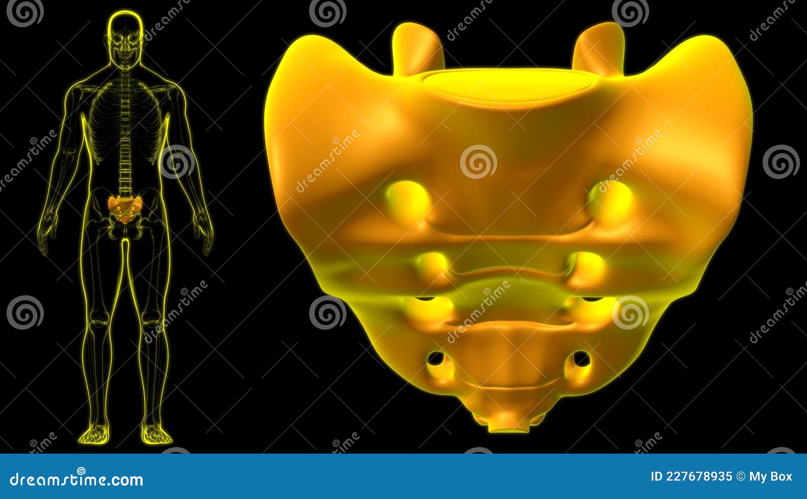Human Skeleton Anatomy Sacral Bone 3D Rendering Stock Illustration ...