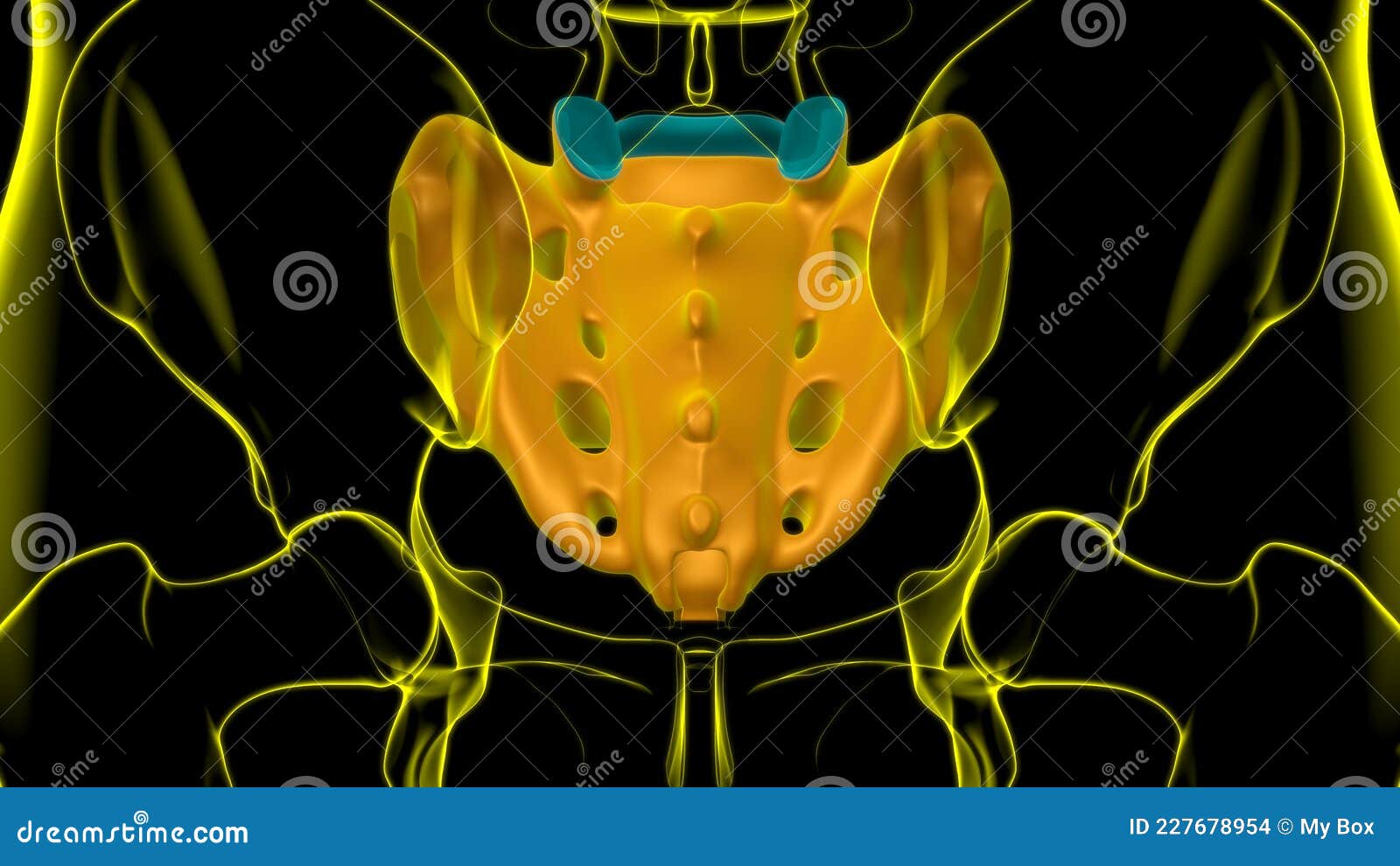 Human Skeleton Anatomy Sacral Bone 3D Rendering Stock Illustration ...