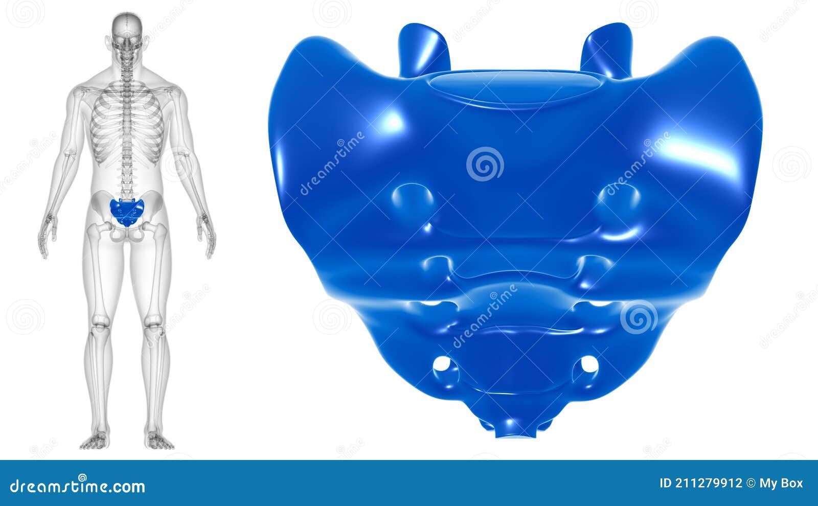 Human Skeleton Anatomy Sacral Bone 3D Rendering Stock Illustration ...