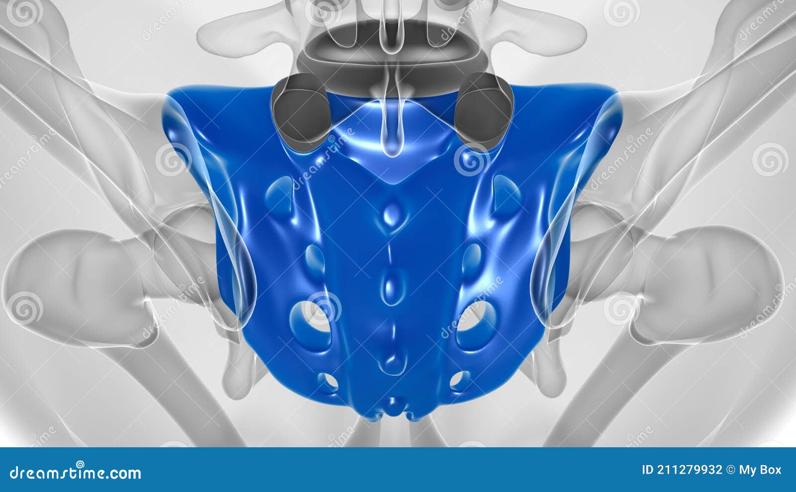 Human Skeleton Anatomy Sacral Bone 3D Rendering Stock Illustration ...