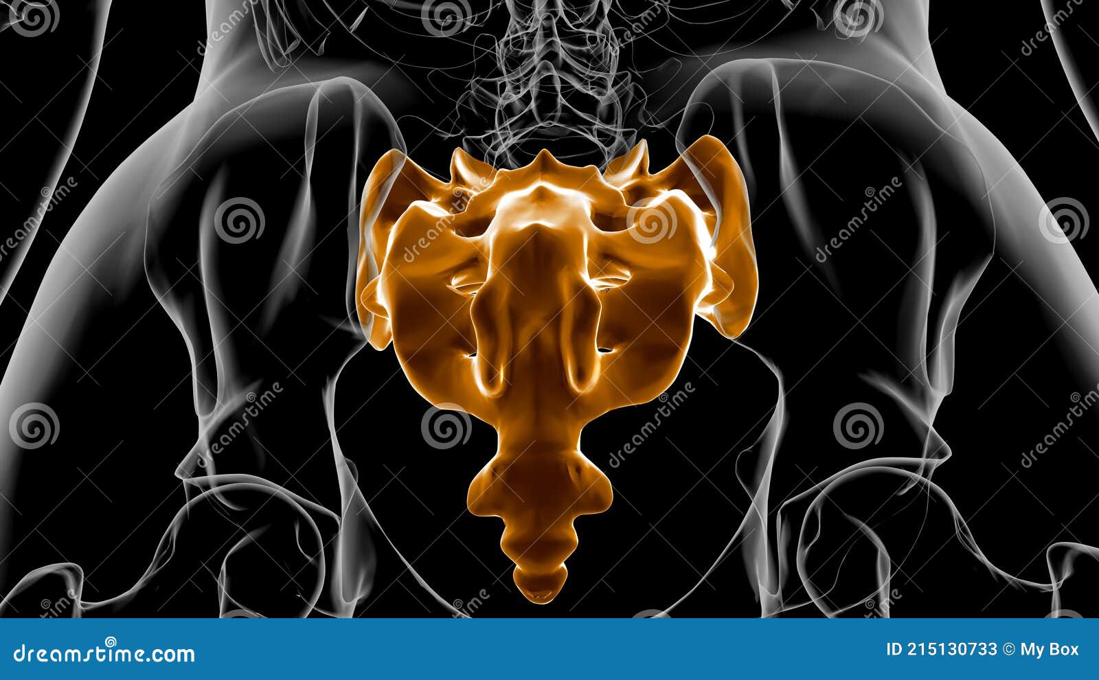 Human Skeleton Anatomy Sacral Bone 3D Rendering Stock Illustration ...