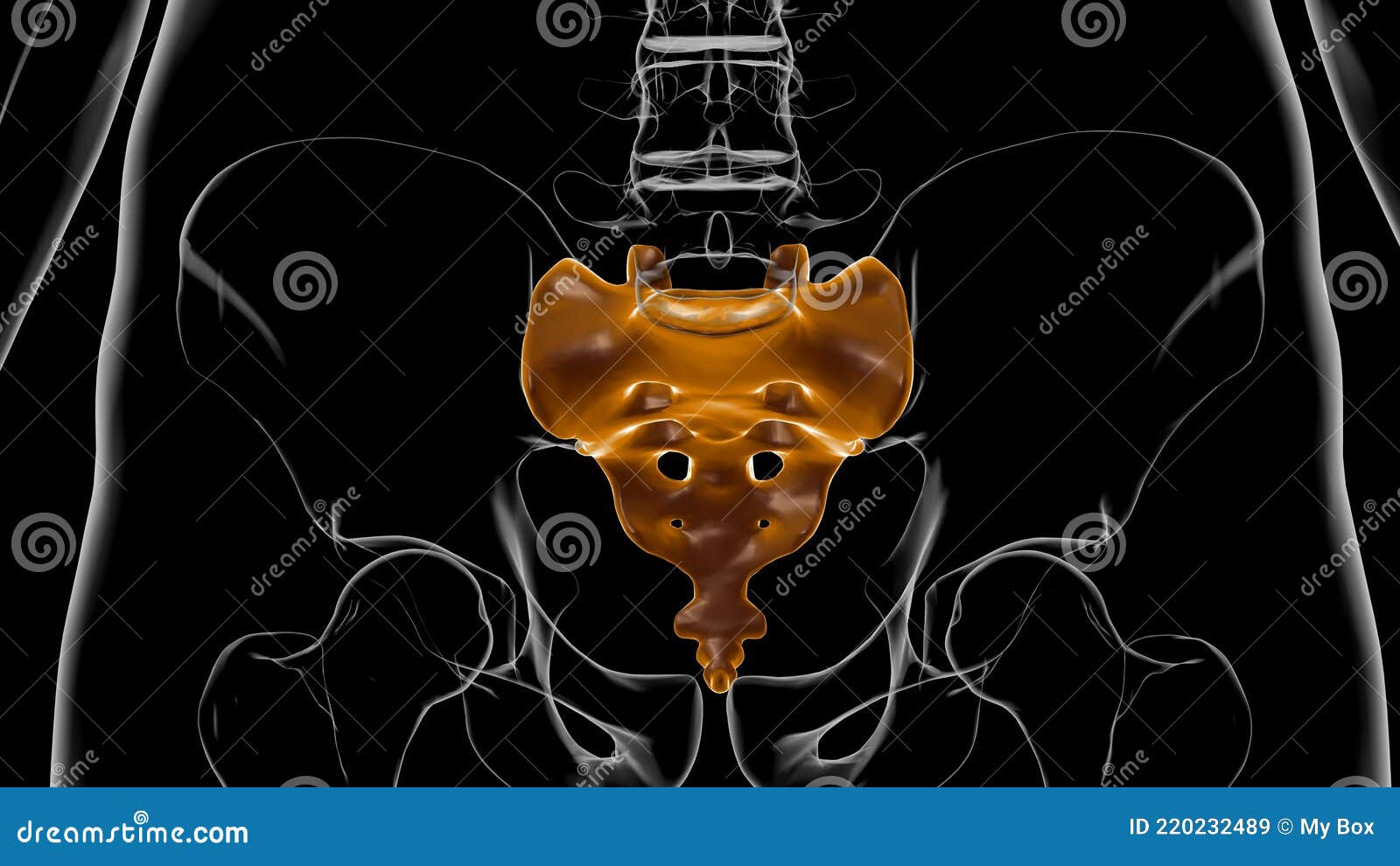 Human Skeleton Anatomy Sacral Bone 3D Rendering Stock Illustration ...
