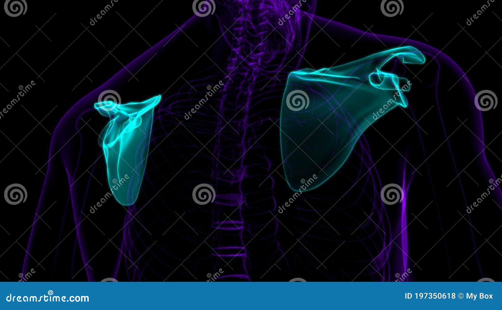 Human Skeleton Anatomy Scapula Bone 3D Rendering Stock Illustration ...