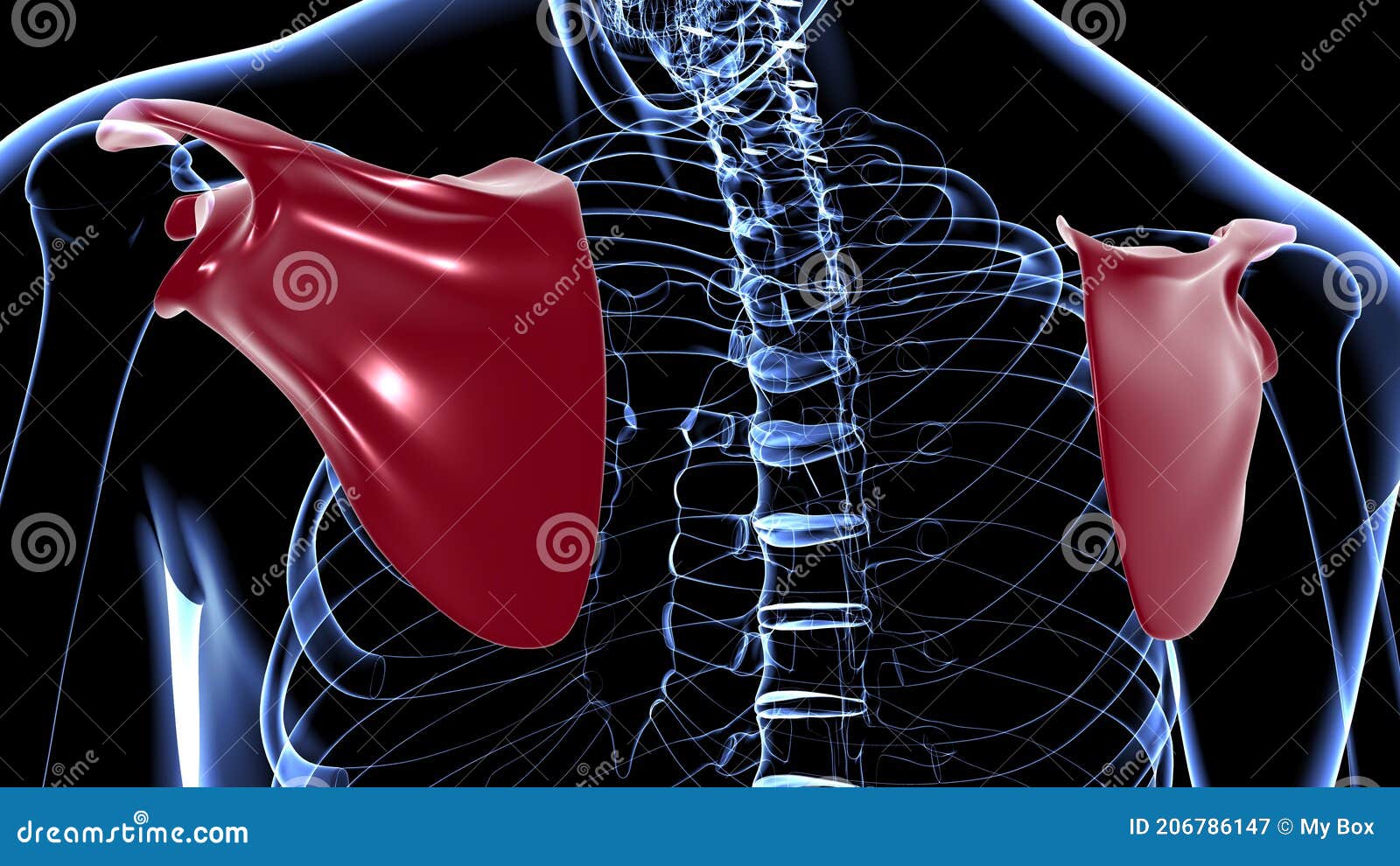 Human Skeleton Anatomy Scapula Bone 3D Rendering Stock Illustration ...