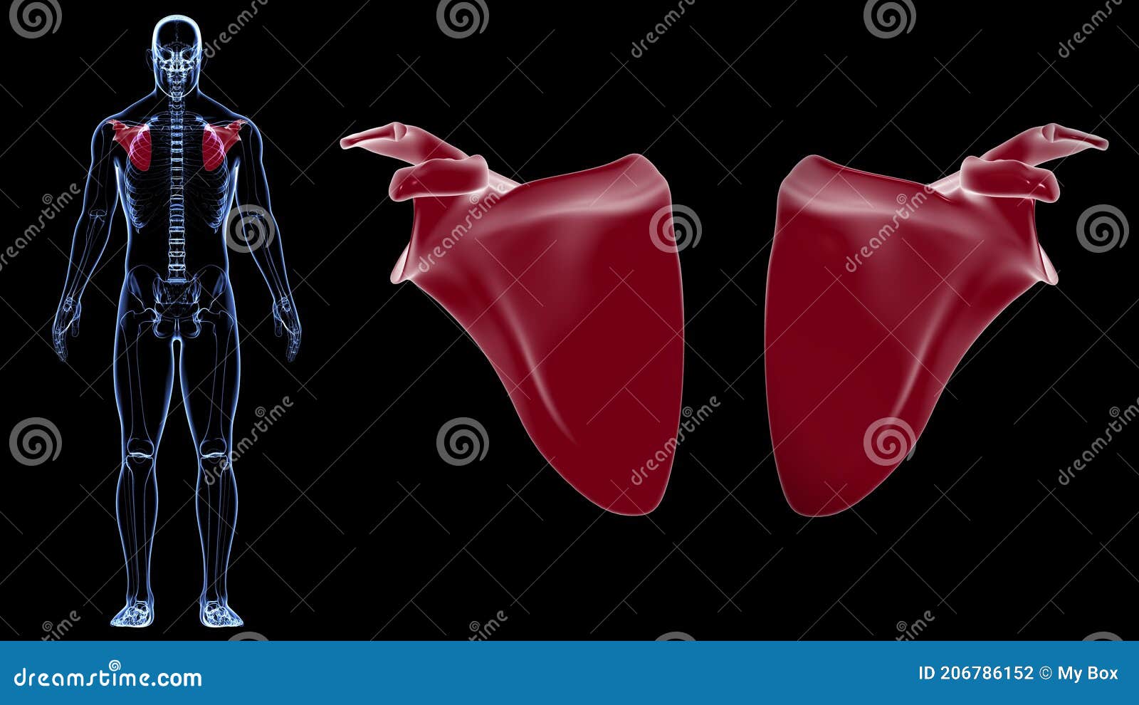 Human Skeleton Anatomy Scapula Bone 3D Rendering Stock Illustration ...