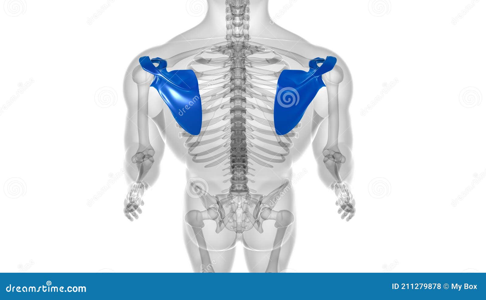 Human Skeleton Anatomy Scapula Bone 3D Rendering Stock Illustration ...