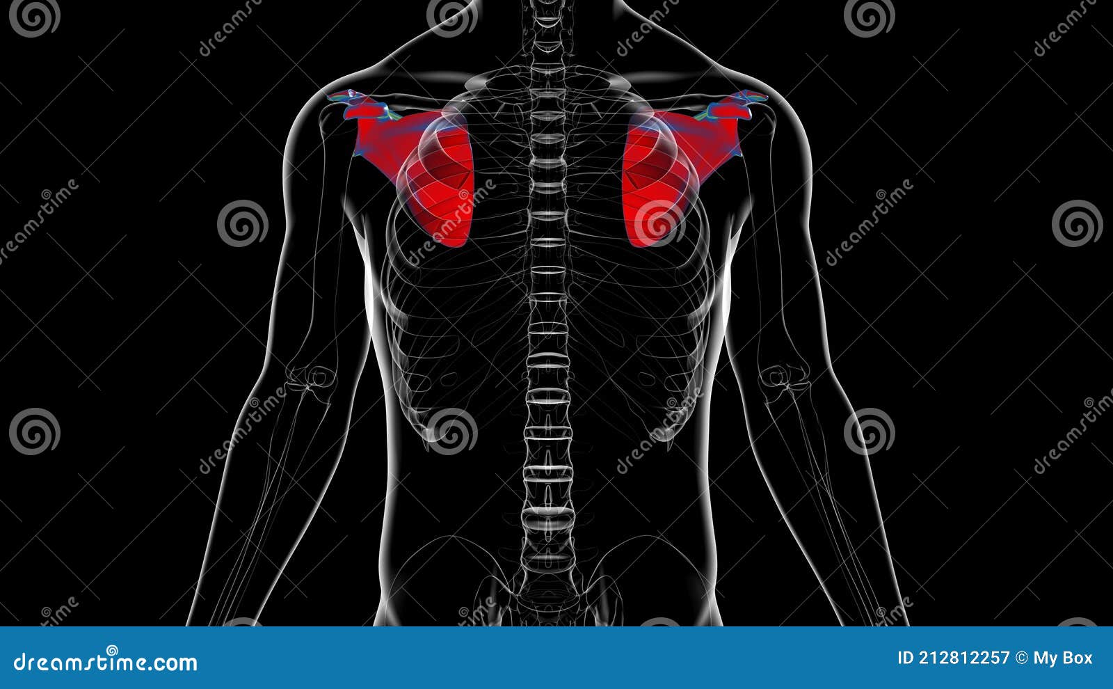 Human Skeleton Anatomy Scapula Bone 3D Rendering Stock Illustration ...