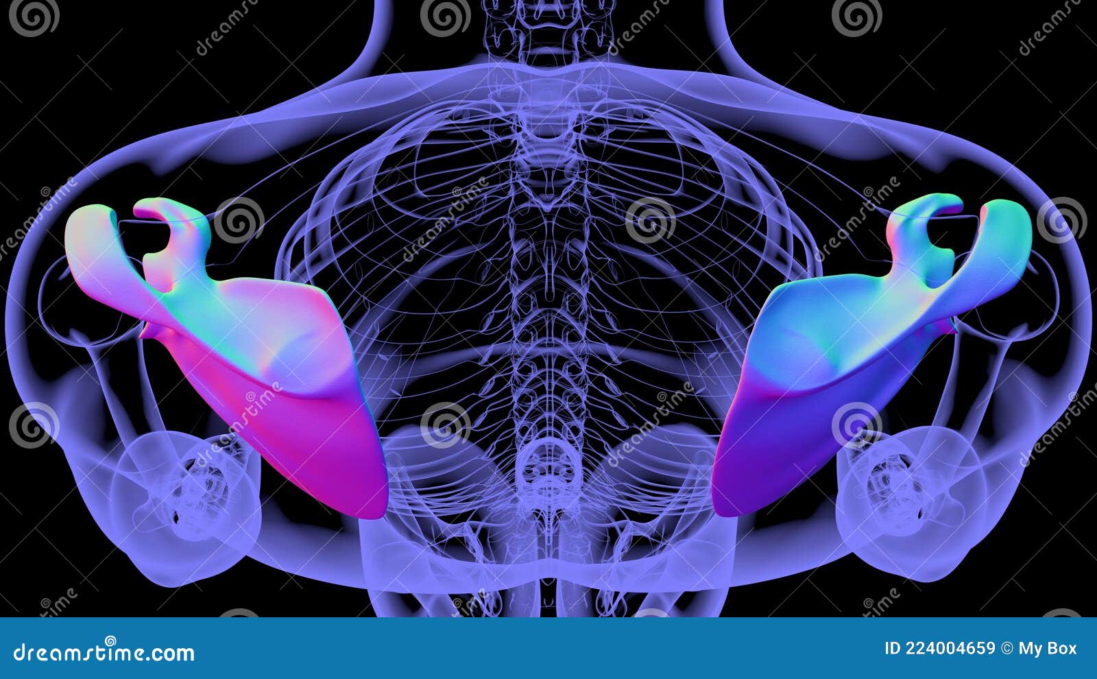 Human Skeleton Anatomy Scapula Bone 3D Rendering Stock Illustration ...