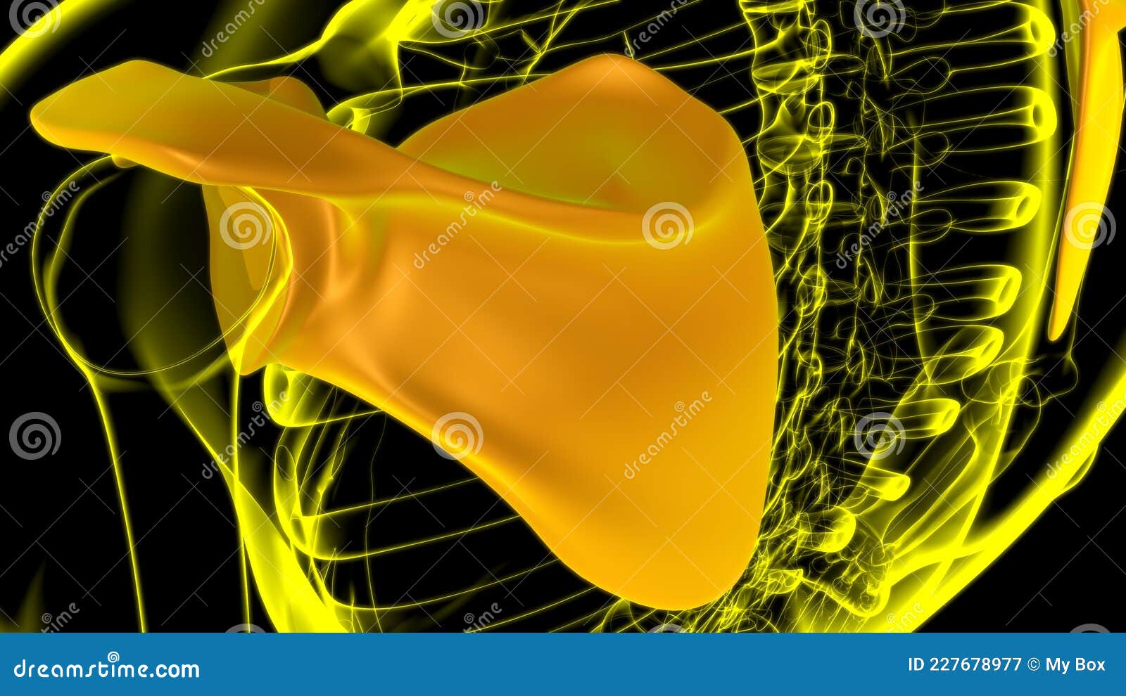 Human Skeleton Anatomy Scapula Bone 3D Rendering Stock Illustration ...