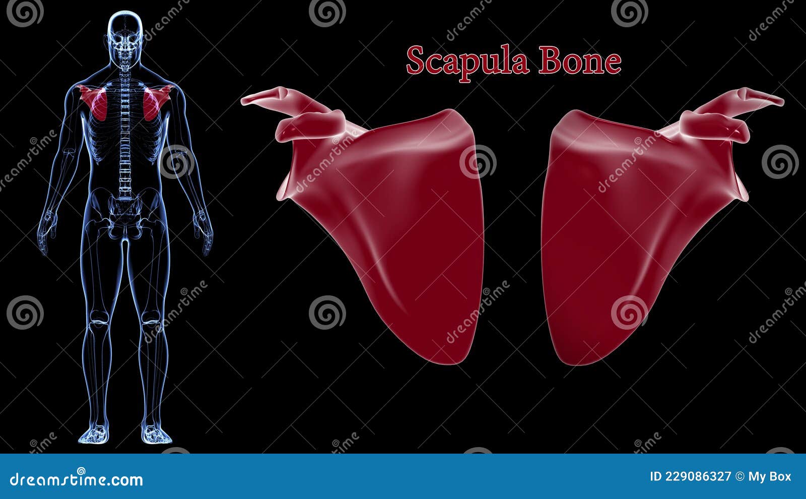 Human Skeleton Anatomy Scapula Bone 3D Rendering Stock Illustration ...