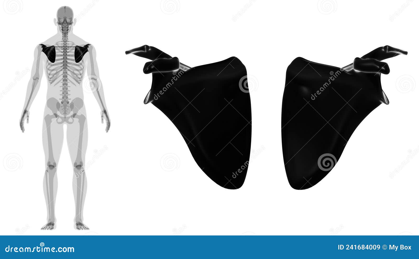 Human Skeleton Anatomy Scapula Bone 3D Rendering Stock Illustration ...