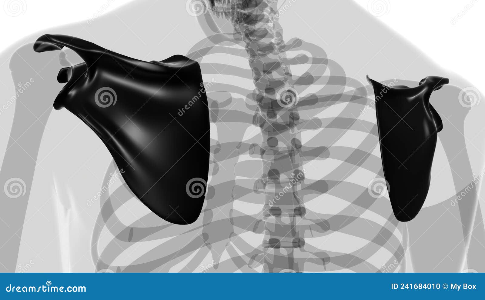 Human Skeleton Anatomy Scapula Bone 3D Rendering Stock Illustration ...