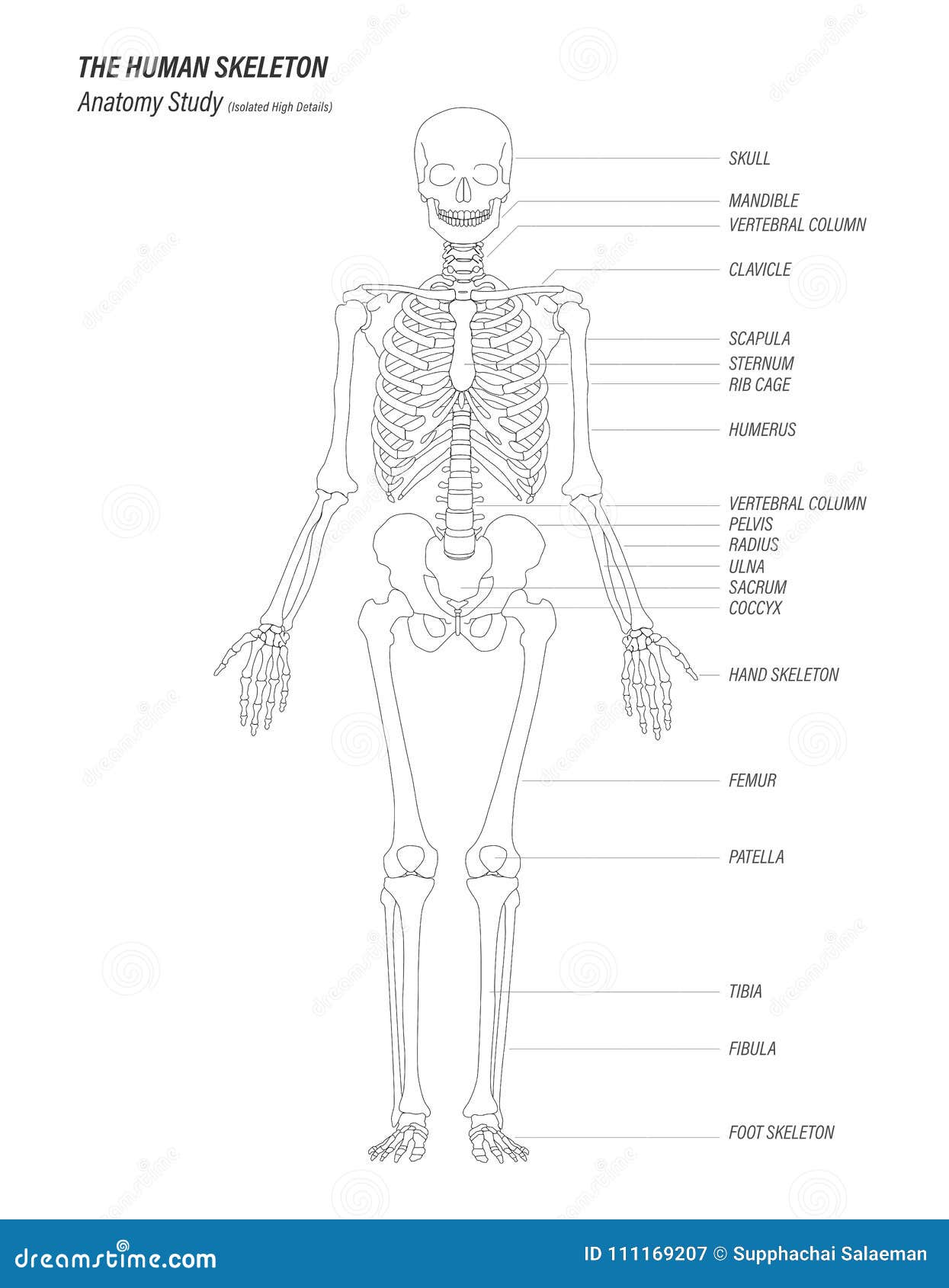 The Human Skeleton Anatomy Study Concept Black Linear High Details ...