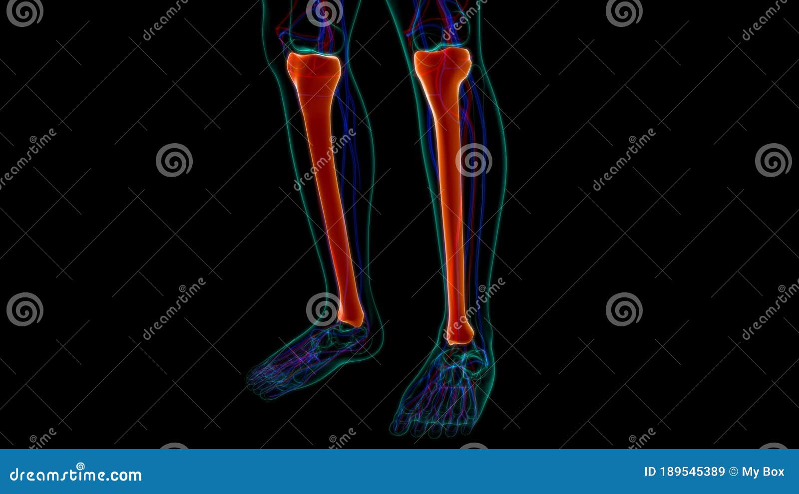 Human Skeleton Anatomy Tibia Bone 3D Rendering Stock Illustration ...