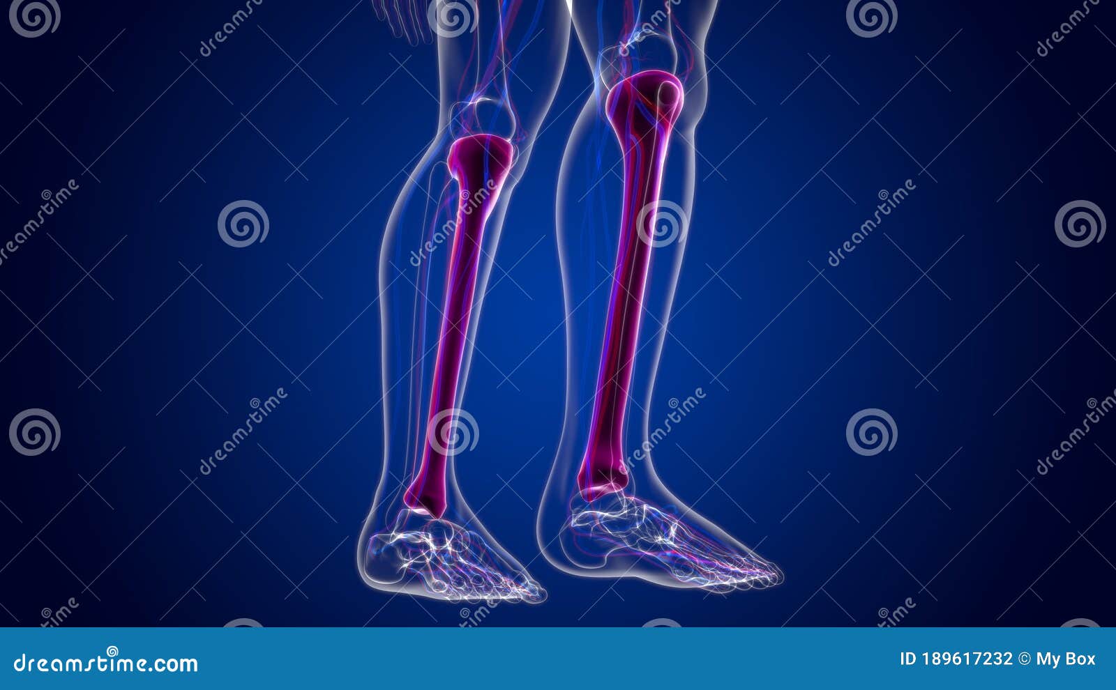 Human Skeleton Anatomy Tibia Bone 3D Rendering Stock Illustration ...