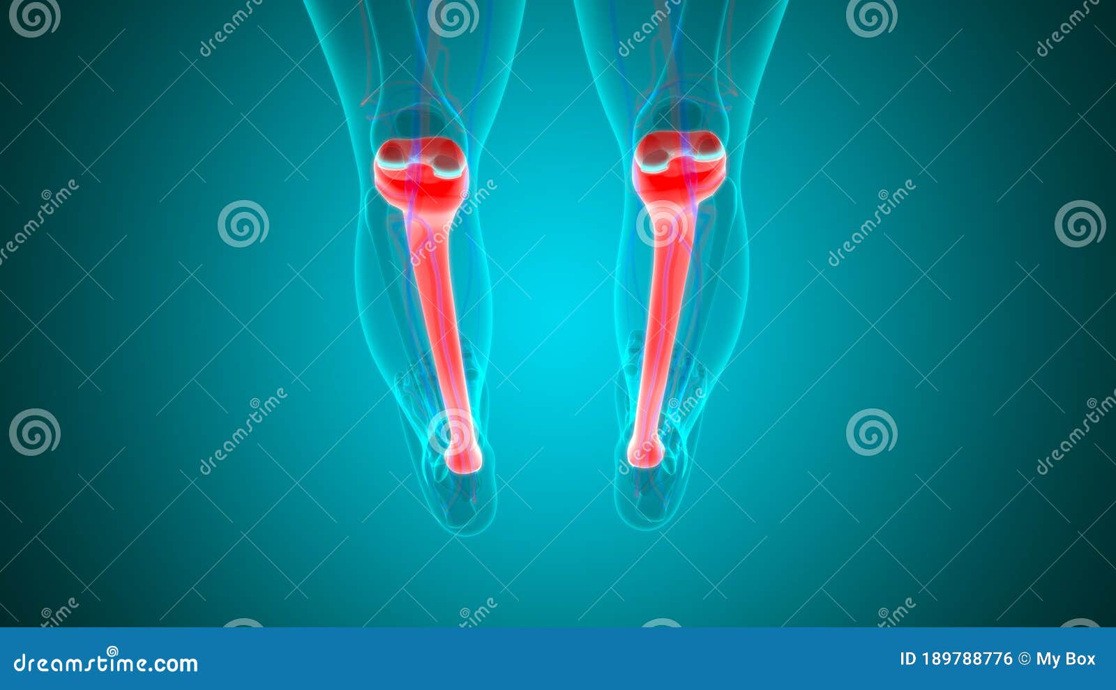 Human Skeleton Anatomy Tibia Bone 3D Rendering Stock Illustration ...