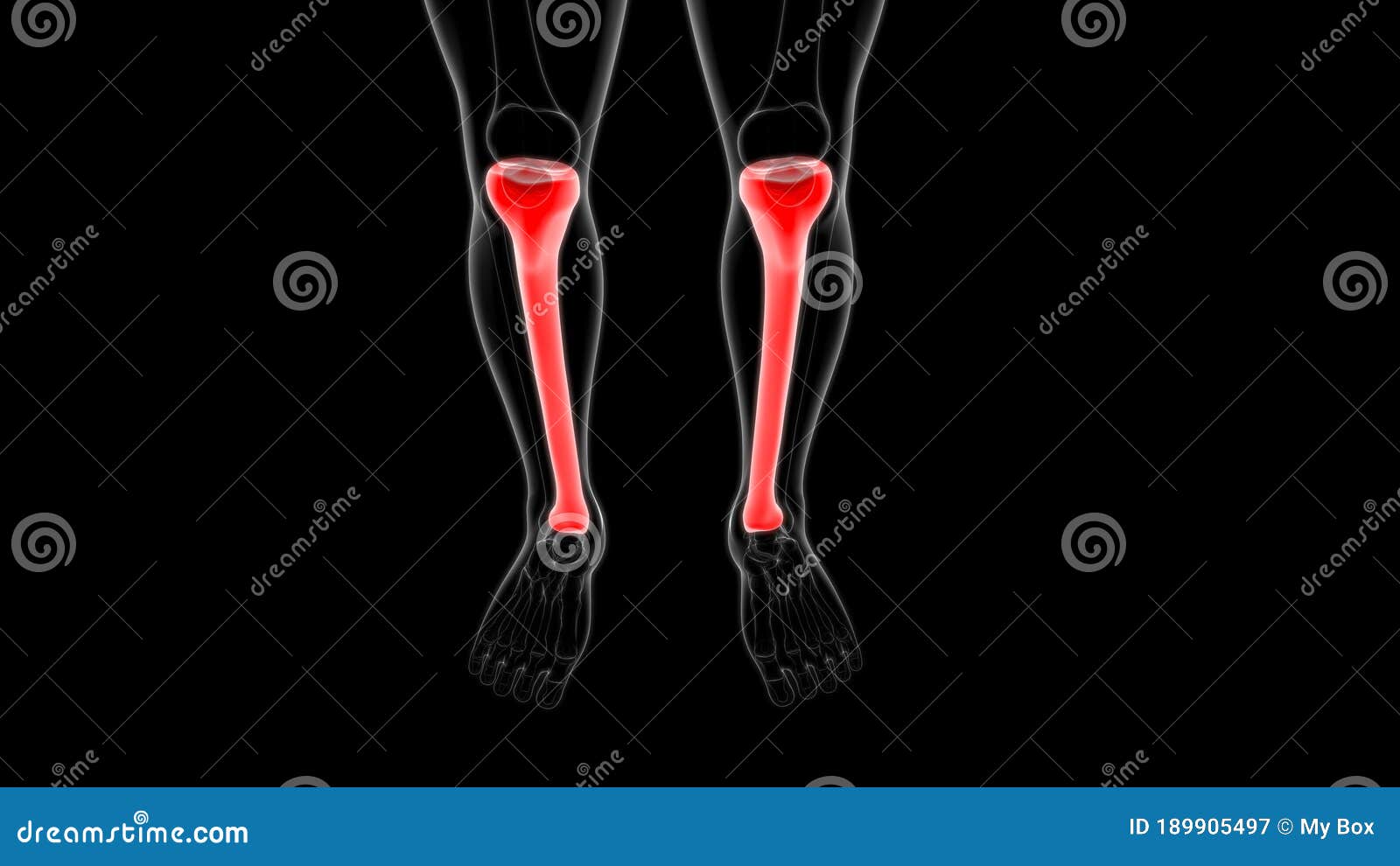 Human Skeleton Anatomy Tibia Bone 3D Rendering Stock Illustration ...