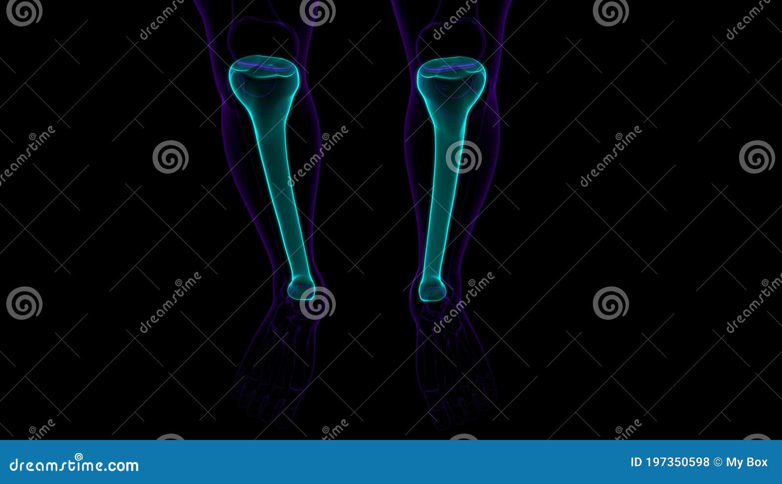 Human Skeleton Anatomy Tibia Bone 3D Rendering Stock Illustration ...