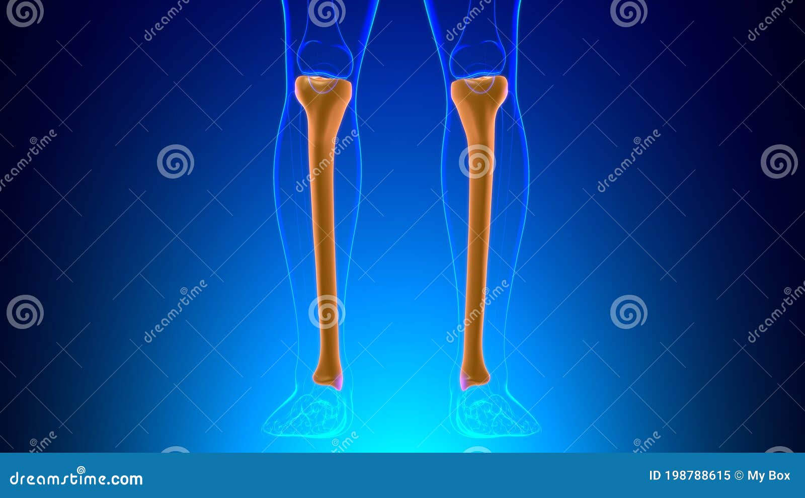 Human Skeleton Anatomy Tibia Bone 3D Rendering Stock Illustration ...
