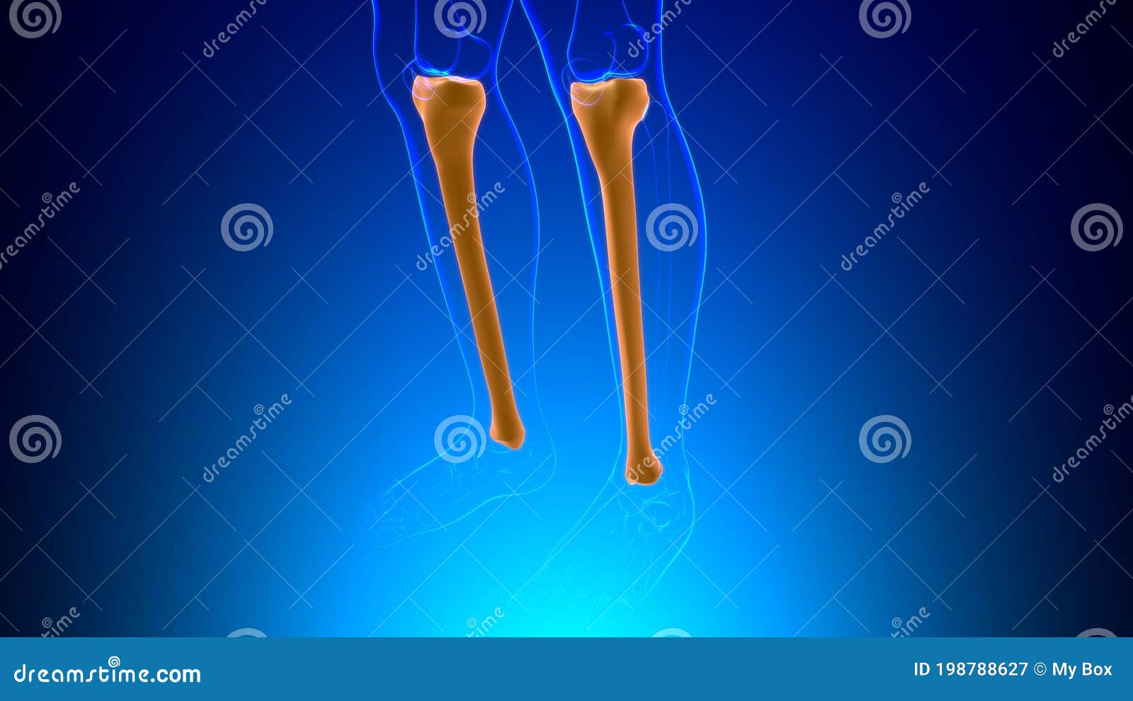 Human Skeleton Anatomy Tibia Bone 3D Rendering Stock Illustration ...