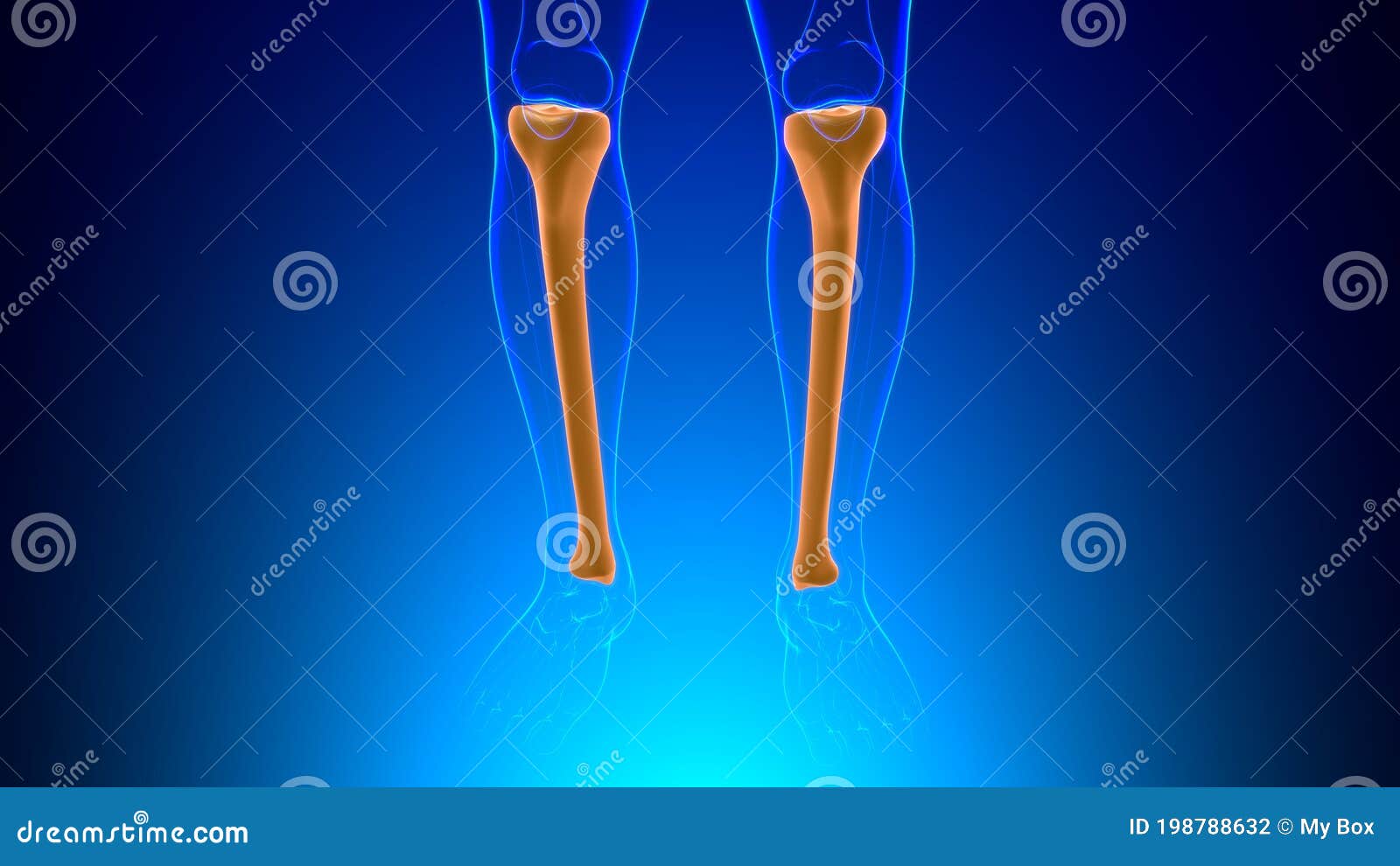 Human Skeleton Anatomy Tibia Bone 3D Rendering Stock Illustration ...