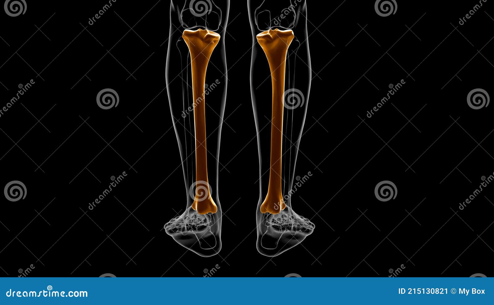 Human Skeleton Anatomy Tibia Bone 3D Rendering Stock Illustration ...