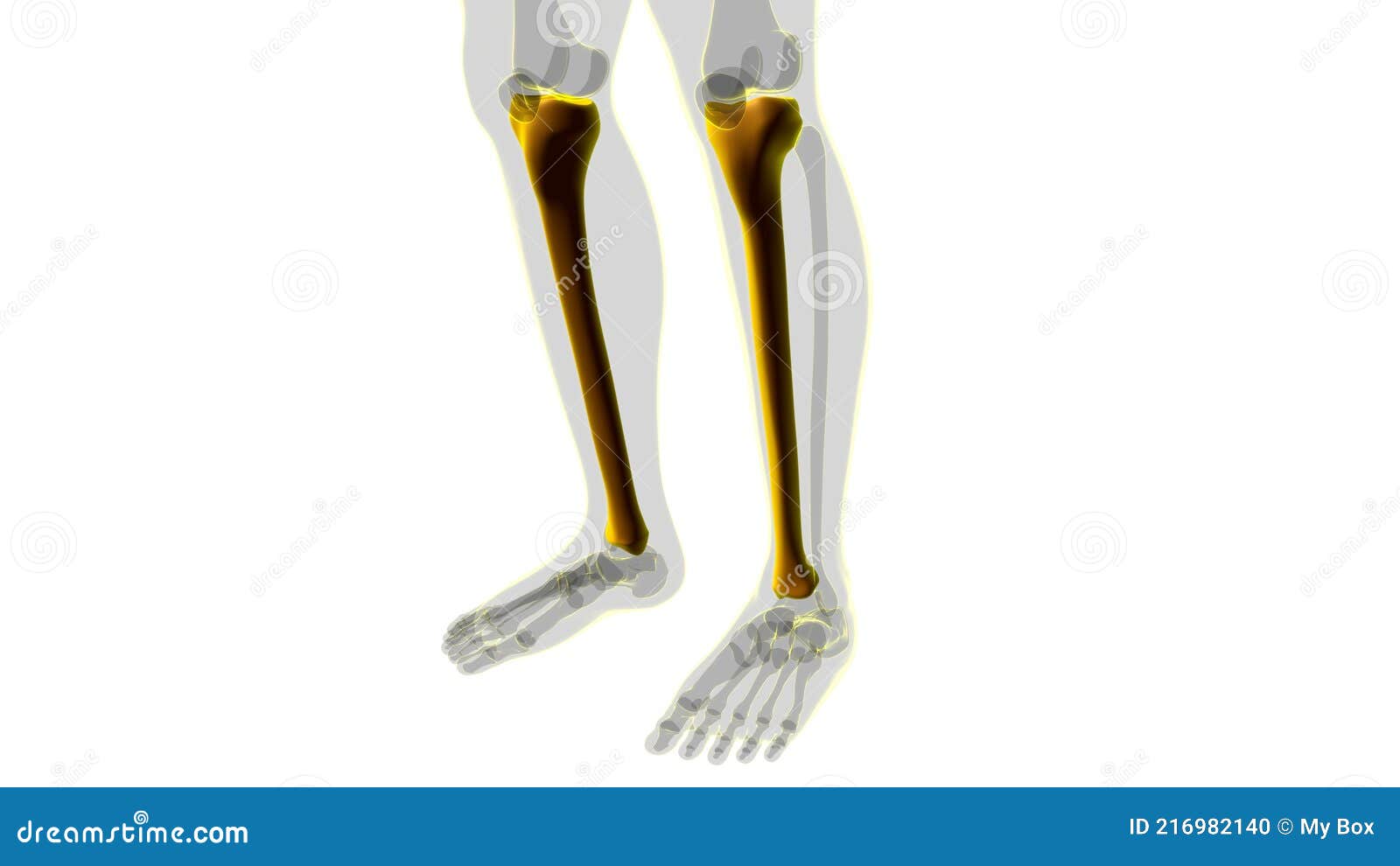 Human Skeleton Anatomy Tibia Bone 3D Rendering Stock Illustration ...