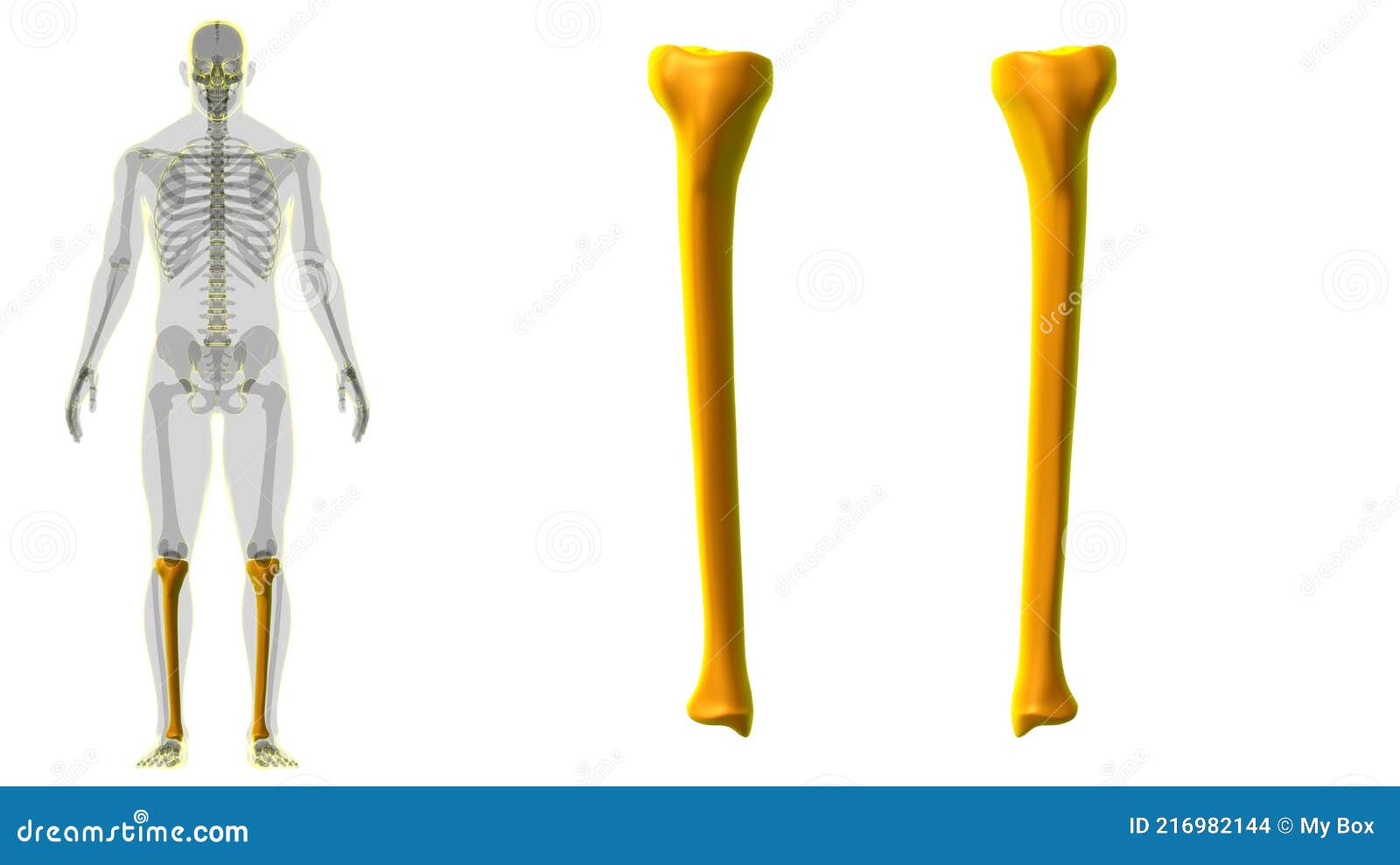 Human Skeleton Anatomy Tibia Bone 3D Rendering Stock Illustration ...