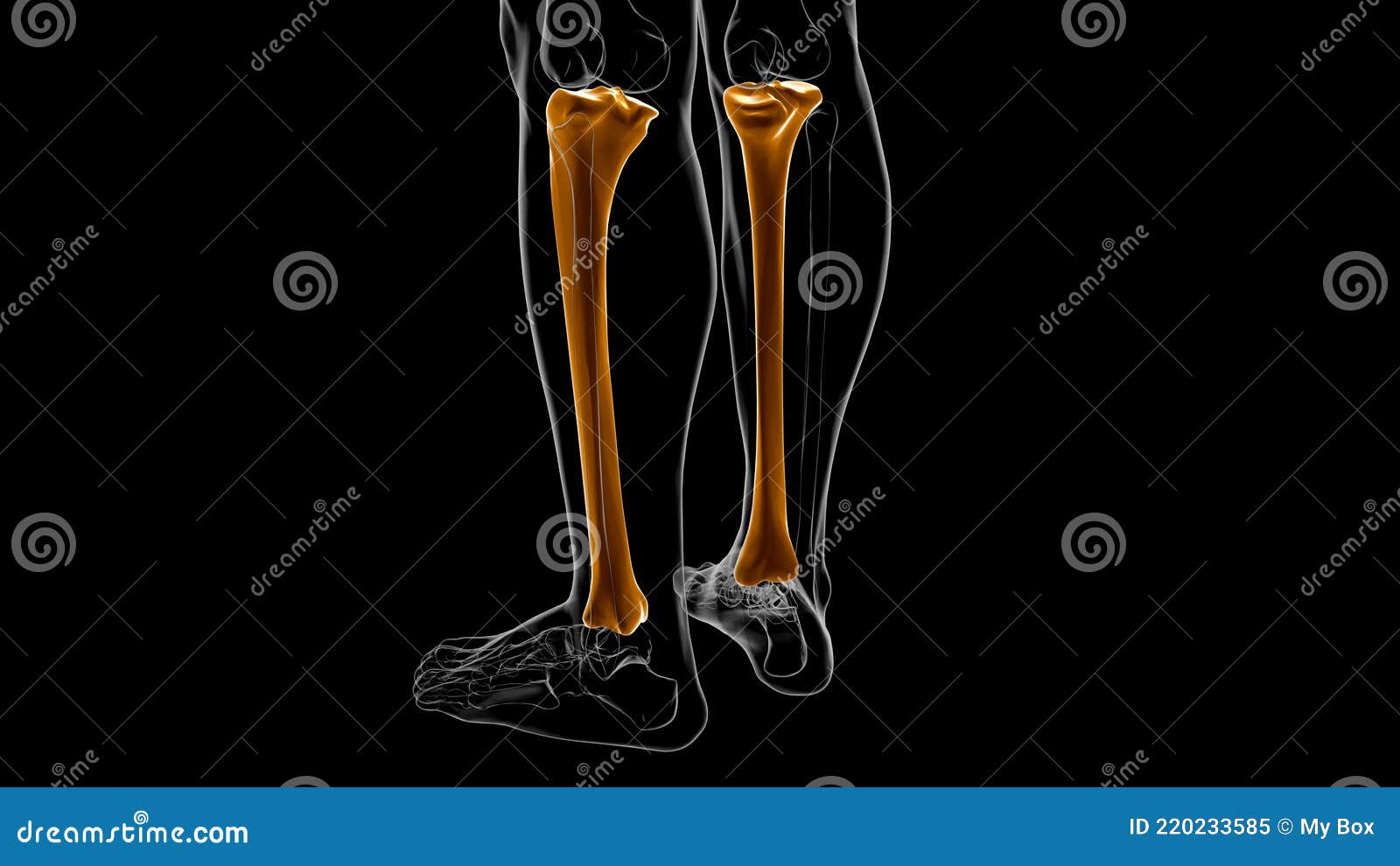 Human Skeleton Anatomy Tibia Bone 3D Rendering Stock Illustration ...
