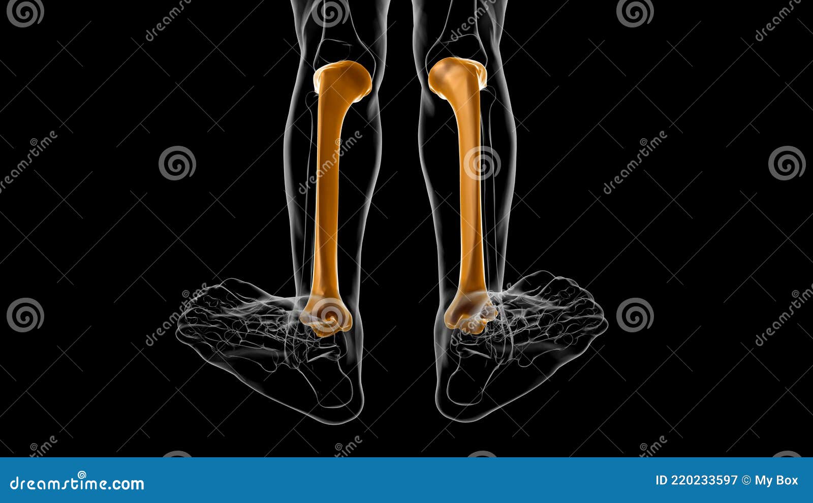 Human Skeleton Anatomy Tibia Bone 3D Rendering Stock Illustration ...