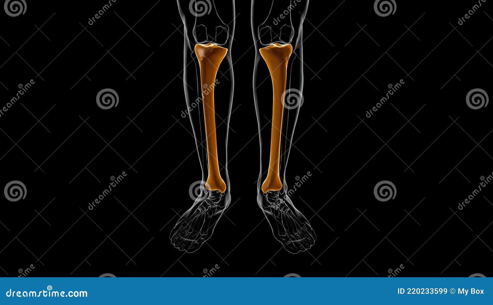 Human Skeleton Anatomy Tibia Bone 3D Rendering Stock Illustration ...
