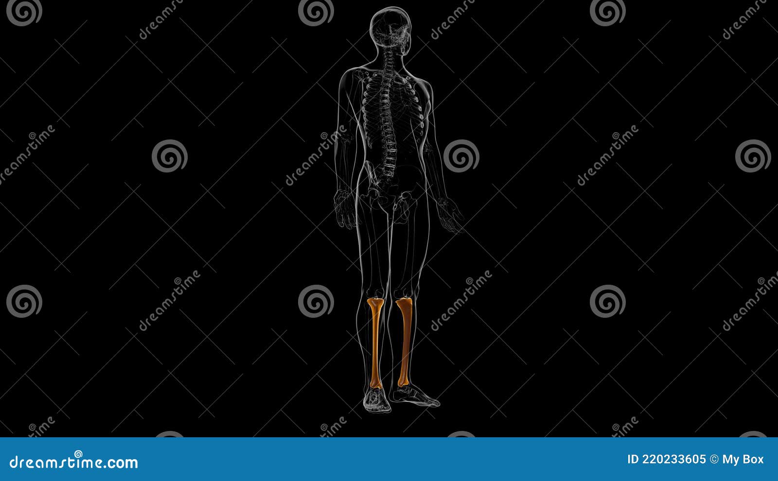 Human Skeleton Anatomy Tibia Bone 3D Rendering Stock Illustration ...
