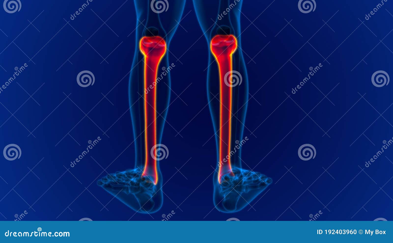 Human Skeleton Anatomy Tibia Bone 3D Rendering Stock Illustration ...