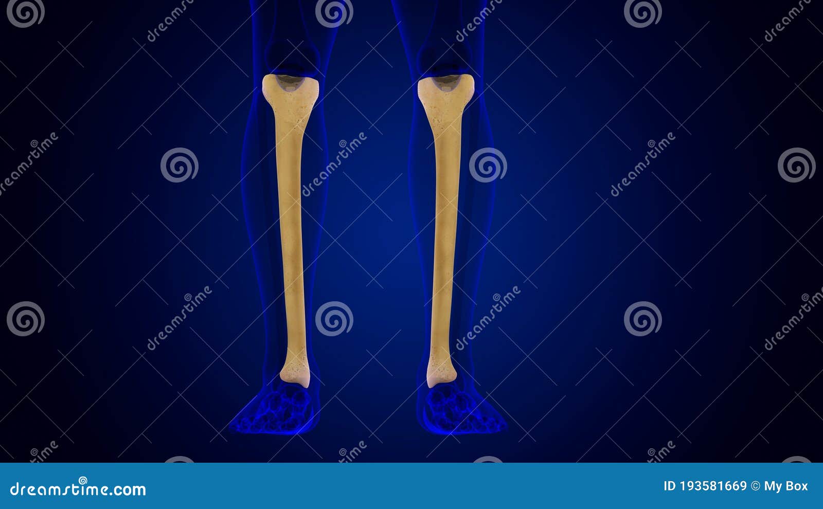 Human Skeleton Anatomy Tibia Bone 3D Rendering Stock Illustration ...
