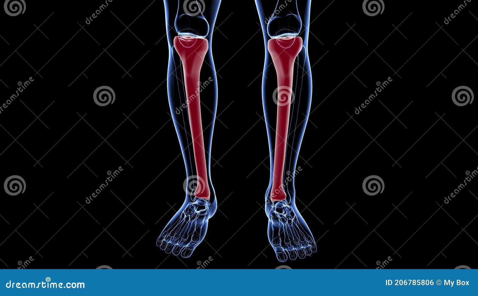 Human Skeleton Anatomy Tibia Bone 3D Rendering Stock Illustration ...