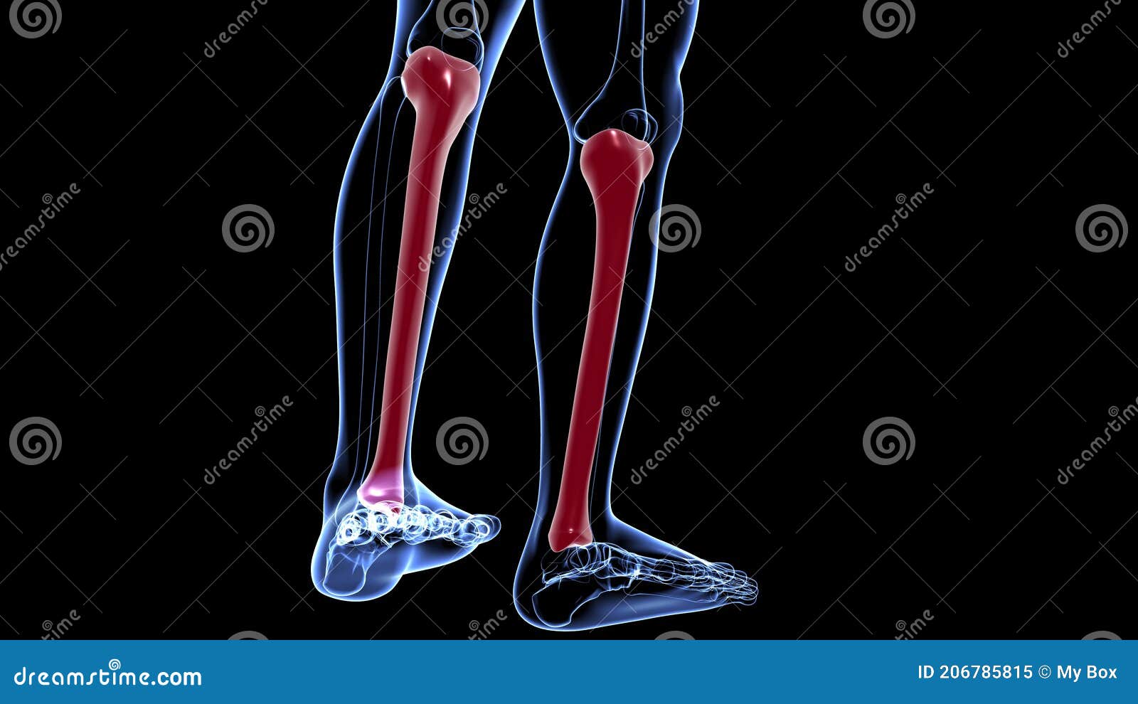 Human Skeleton Anatomy Tibia Bone 3D Rendering Stock Illustration ...