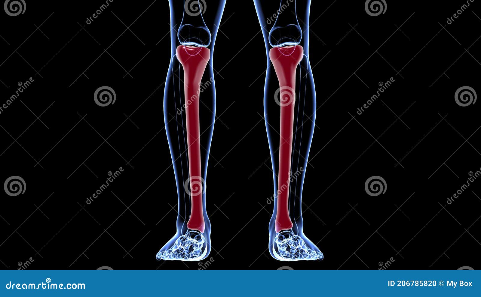 Human Skeleton Anatomy Tibia Bone 3D Rendering Stock Illustration ...
