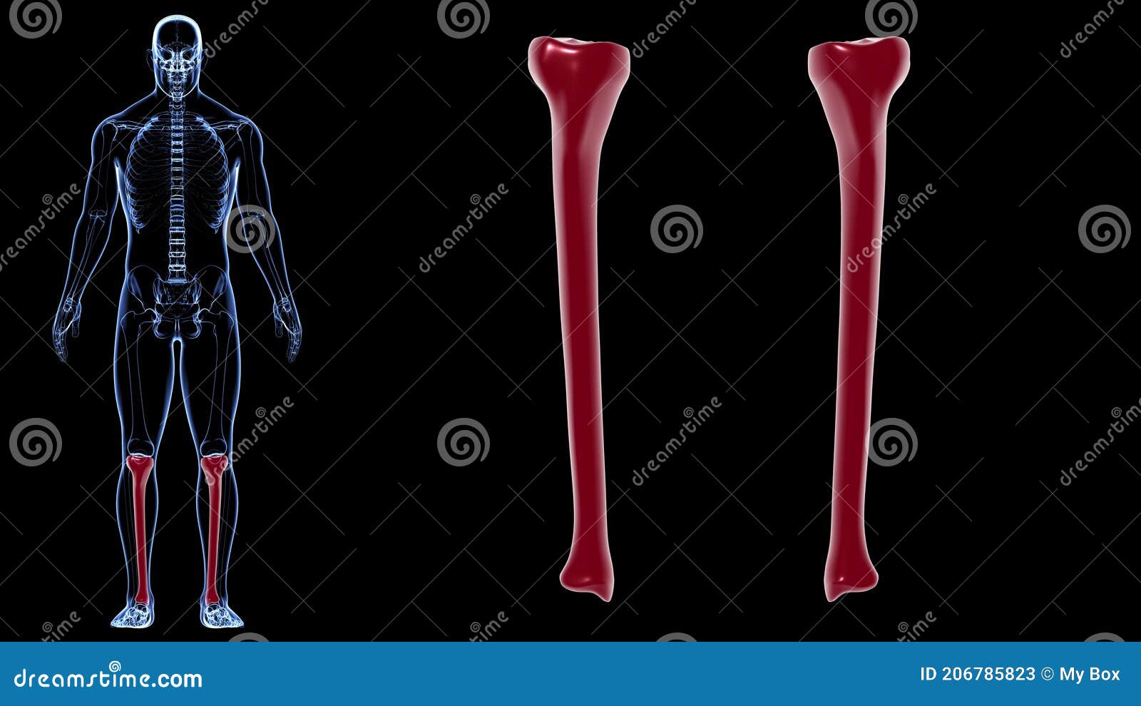 Human Skeleton Anatomy Tibia Bone 3D Rendering Stock Illustration ...