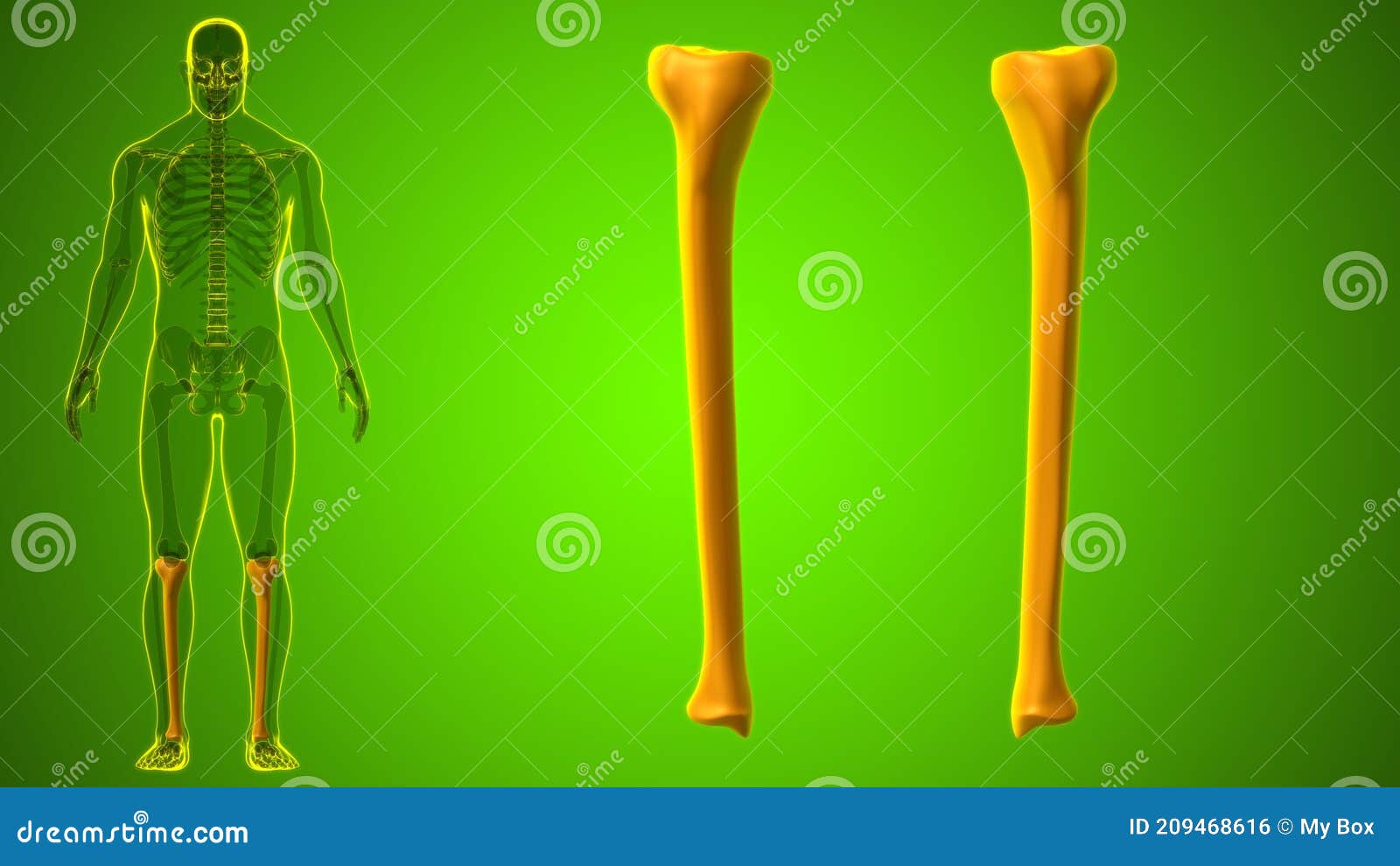 Human Skeleton Anatomy Tibia Bone 3D Rendering Stock Illustration ...